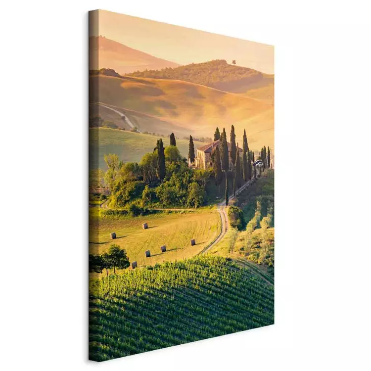 Obraz Słoneczne pola Toskanii - fotografia pejzażu o zachodzie słońca ...