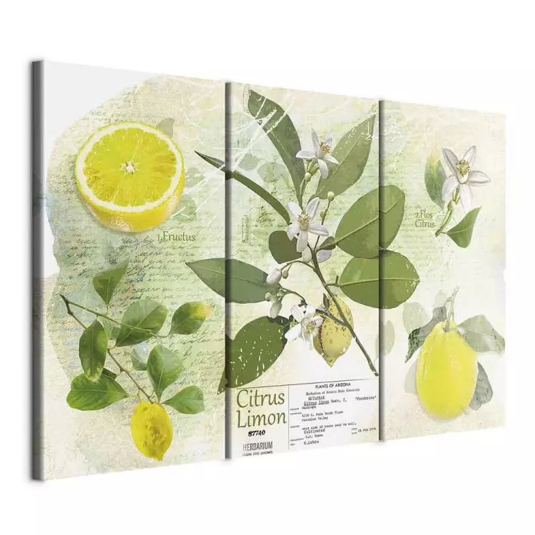 Obraz Owoc: cytryna drukowany na płótnie na ścianę - Martwa natura ...
